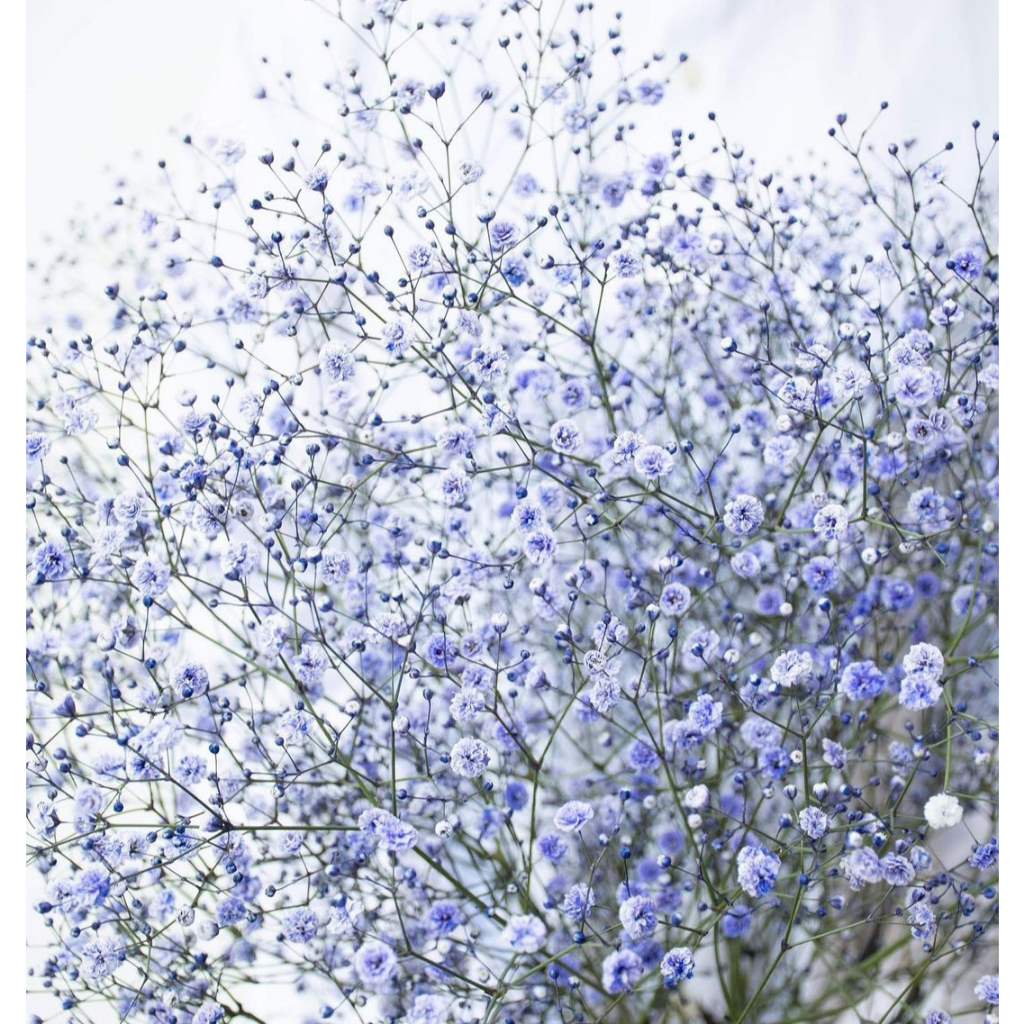 Jual 50 Benih Biji Bunga Gypsophilia Import Blue Hazel | Shopee Indonesia
