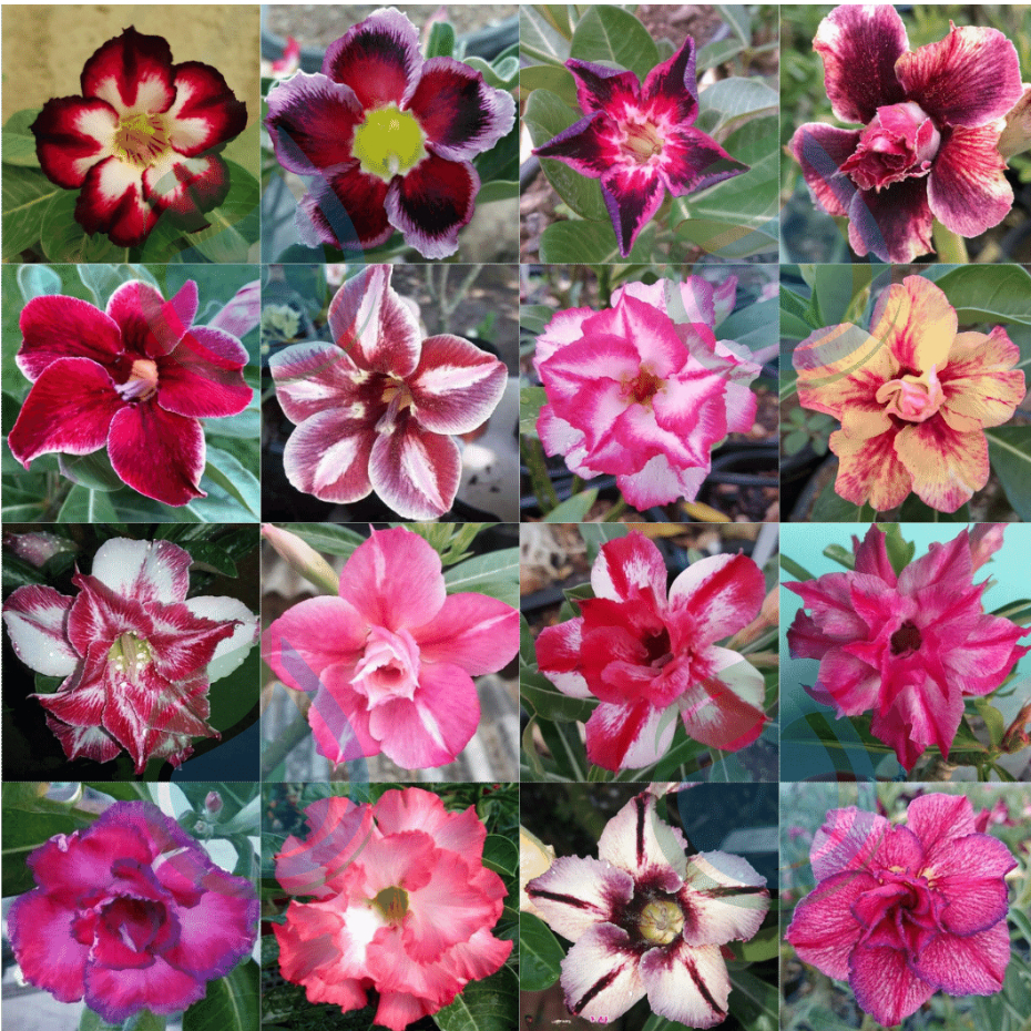 Jual Bibit Tanaman Bunga Adenium Import Bunga Tumpuk Koleksi Tanaman ...