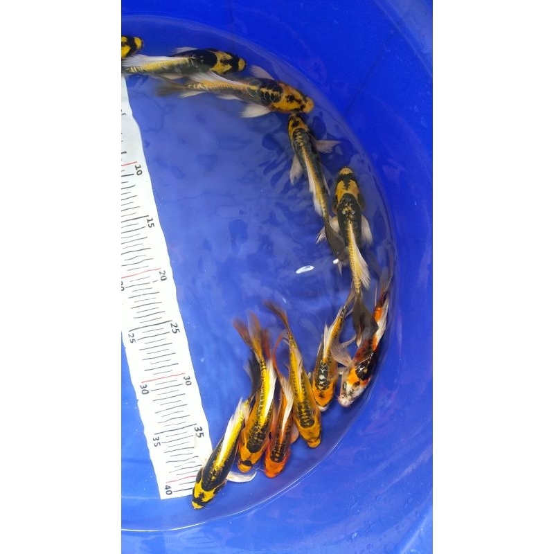Jual Bibit ikan koi Kabuto slayer / ikan koi slayer platinum size 10-15 ...