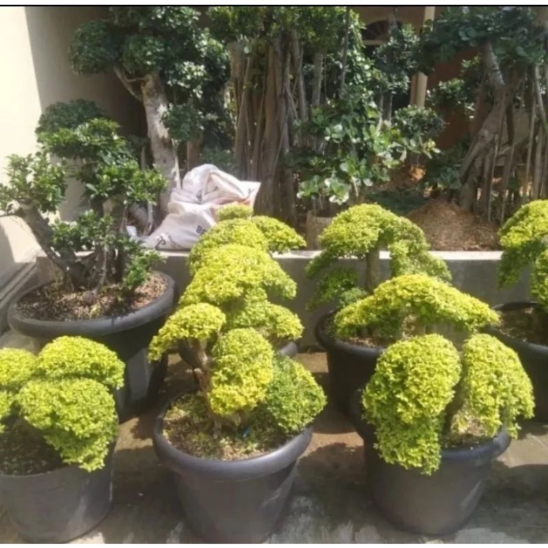 Jual Tanaman Bonsai Legistrum Kuning Bonsai / Pohon Bonsai Golden ...