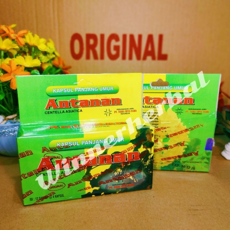Jual antanan kapsul original | Shopee Indonesia