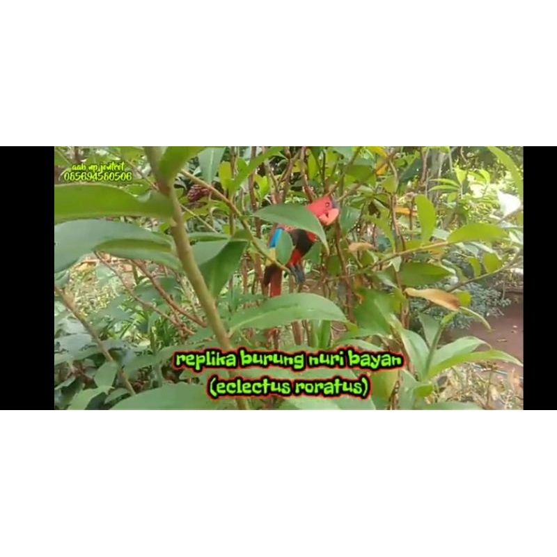 Jual jontrot burung nuri | Shopee Indonesia