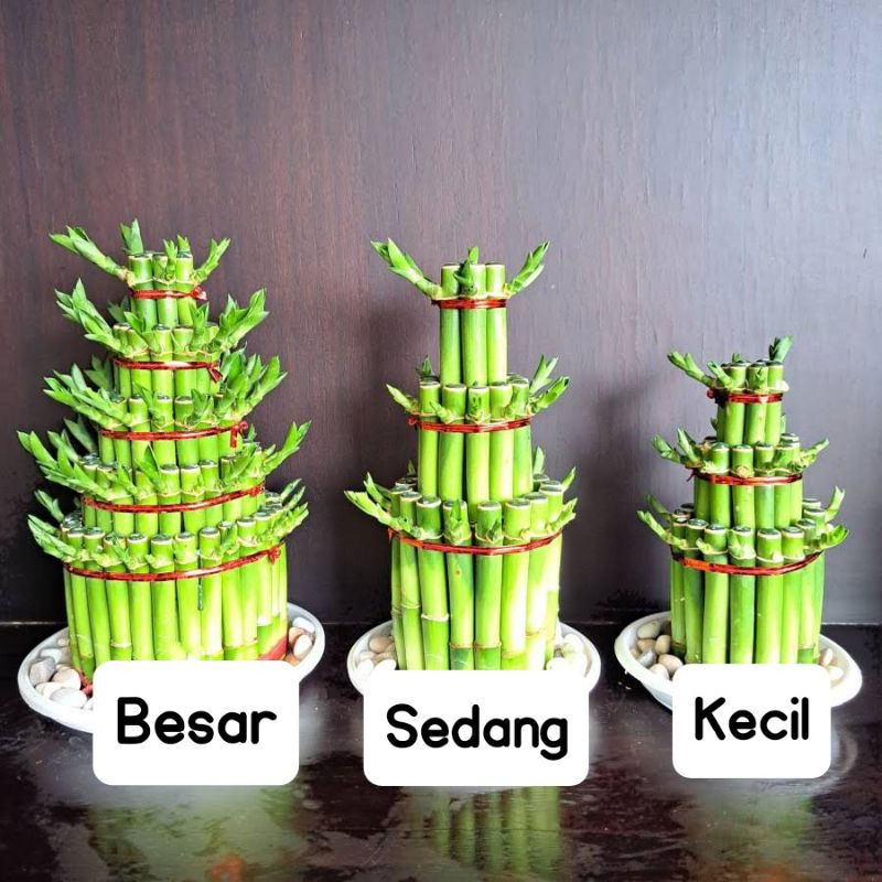 Jual ( BISA COD ) Tanaman Hias Bambu Hoki Mini 3 Tingkat Pohon ...