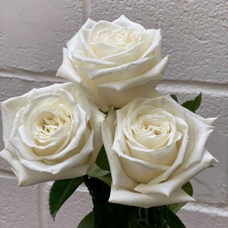 Jual Mawar Putih - White Rose -White Avalanche - Tanaman Mawar Putih ...