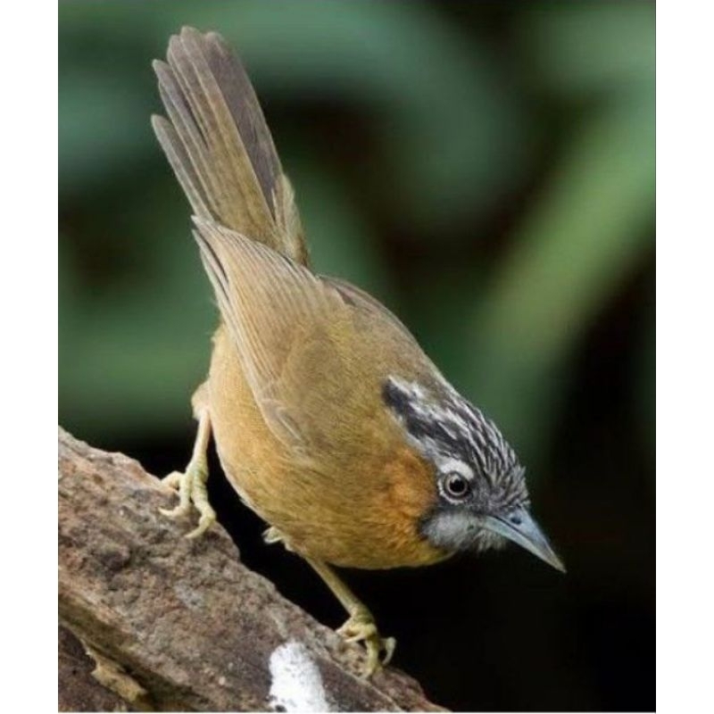 Jual WAMBI MINI LOKAL/TERPUS LURIK | Shopee Indonesia