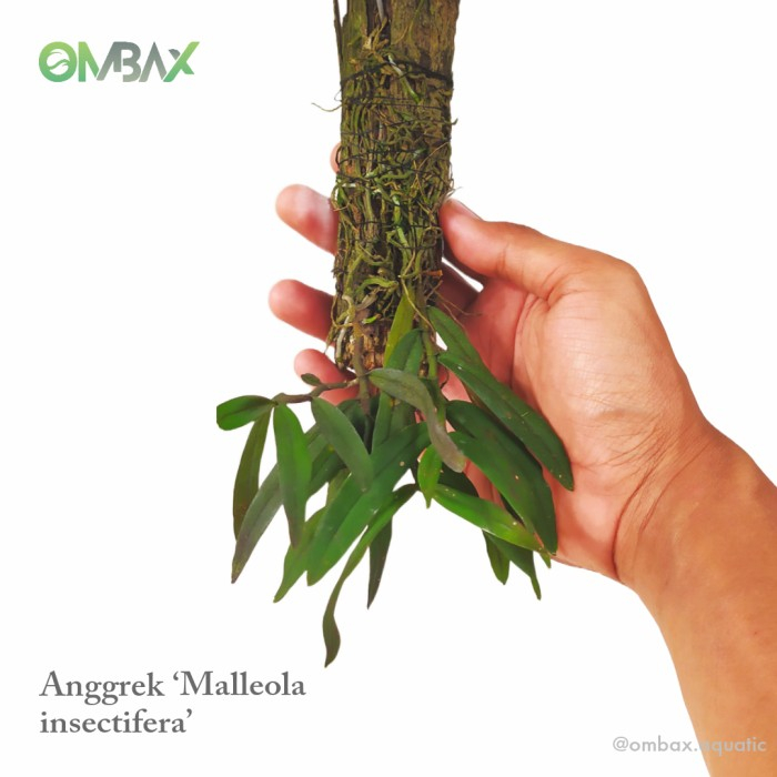 Jual Anggrek mini 'Malleola insectifera' - Tanaman Terrarium / Vivarium ...