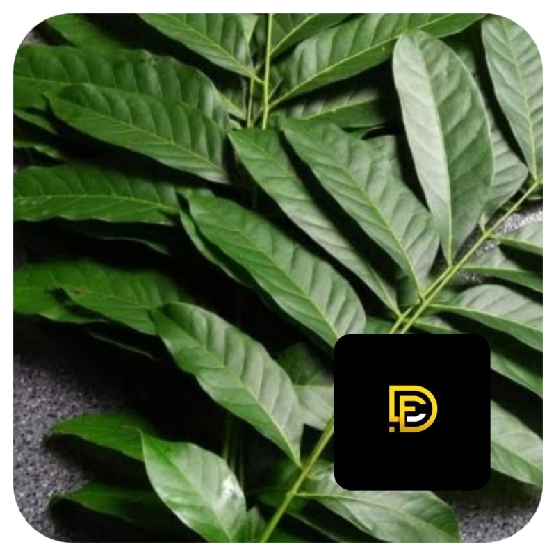 Jual Daun mahoni segar daun pohon mahoni 1 kg | Shopee Indonesia