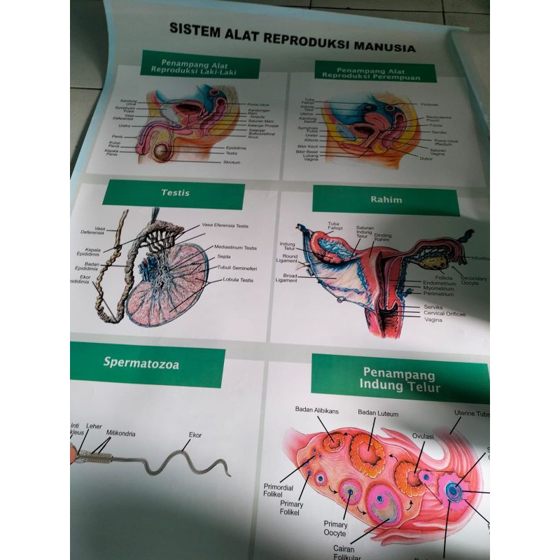 Jual Poster Reproduksi Manusia | Shopee Indonesia