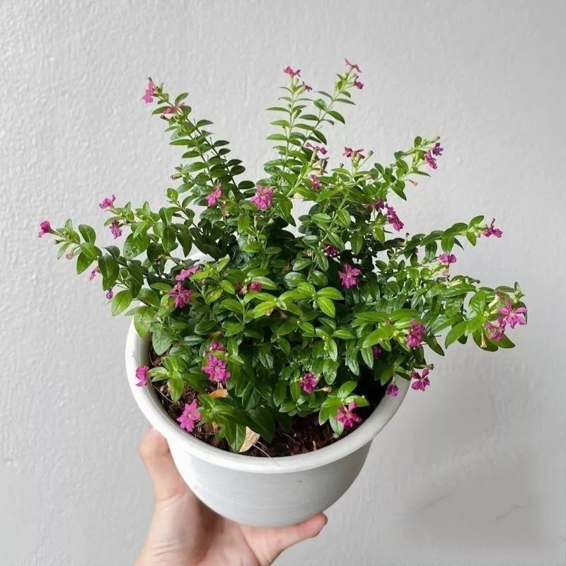 Jual Bunga Hias Taiwan Beauty Bunga Ungu & Putih - Tanaman Hias Taiwan ...