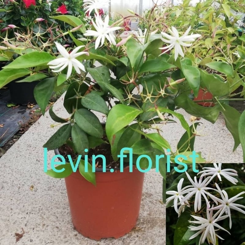 Jual [ IMPOR ] Jasminum nitidum illicifolium / melati gambir import ...