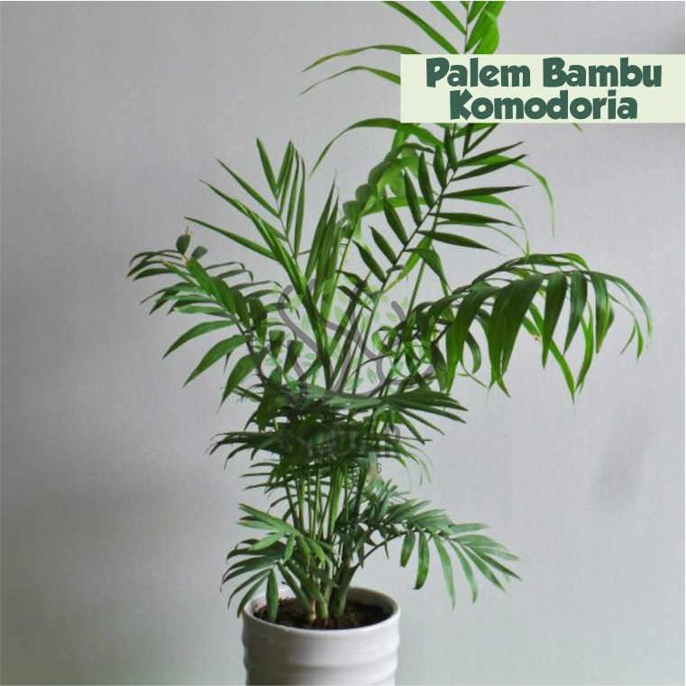 Jual Palem Bambu Tanaman Hias Tanaman Outdoor Tanaman Peneduh | Shopee ...