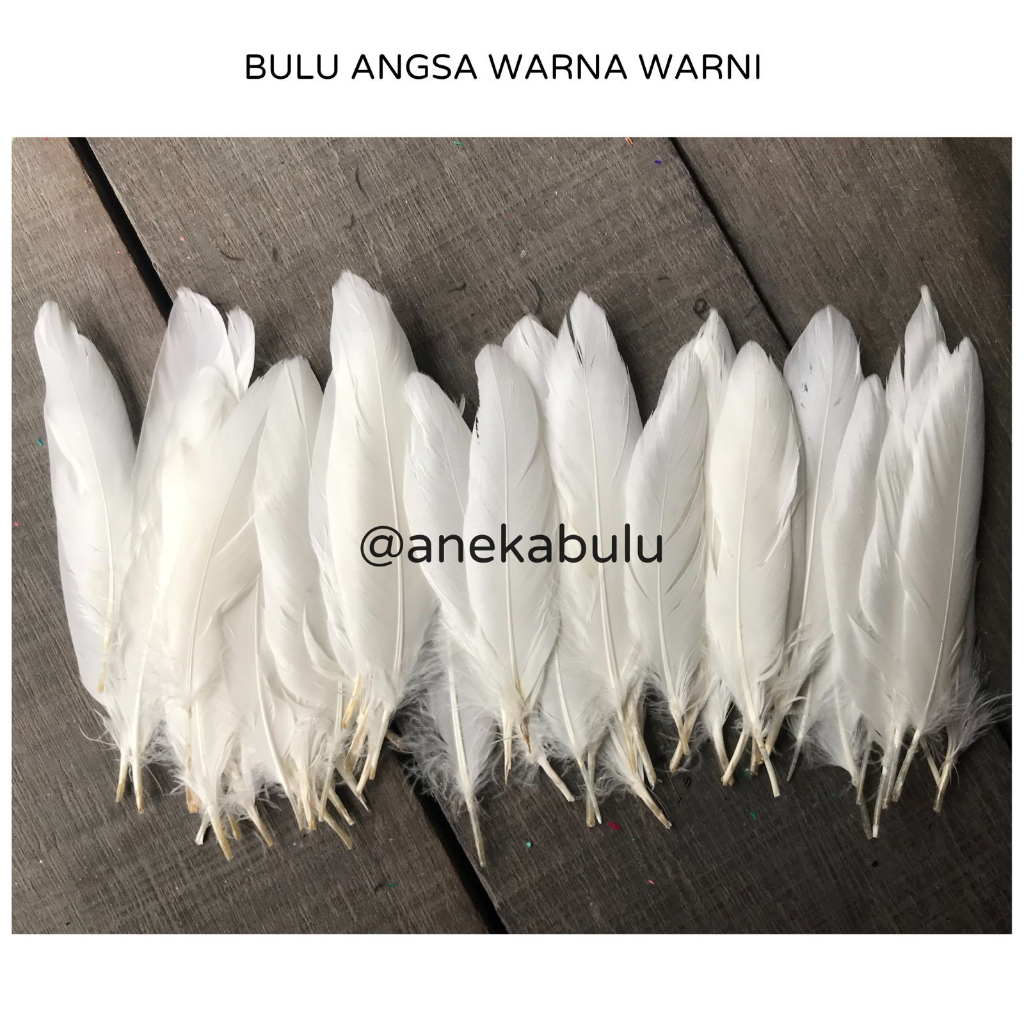 Jual BULU ANGSA UJUNG LANCIP ISI 100 BIJI - BULU AYAM WARNA WARNI MURAH ...