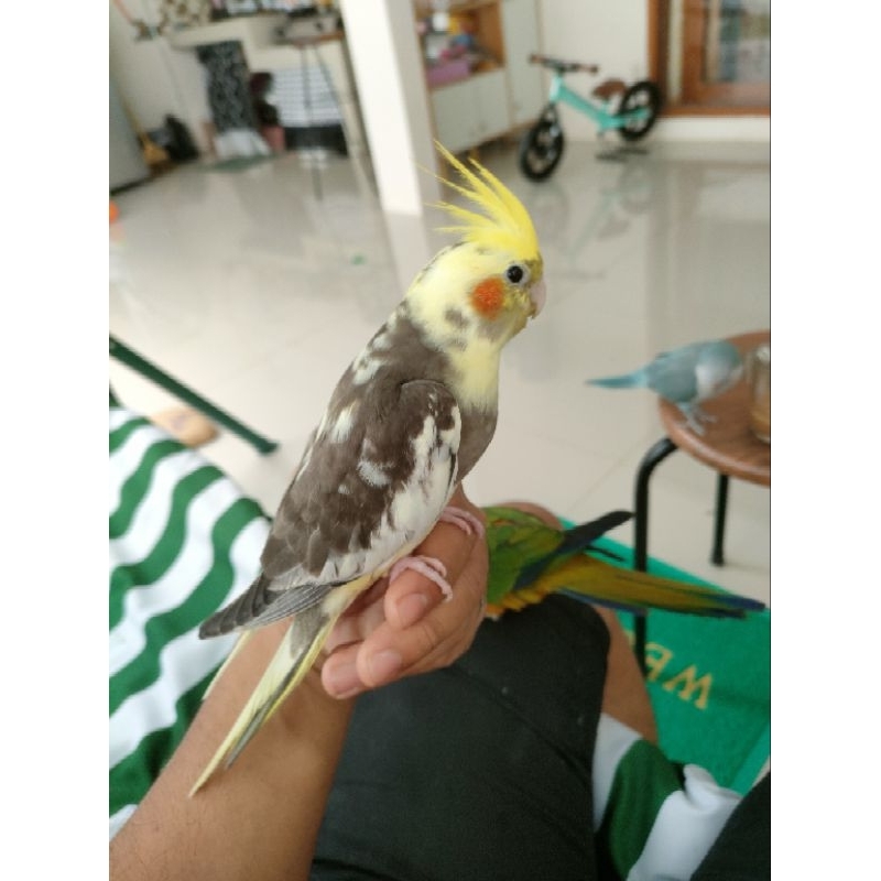 Jual falk - parkit Australi Jinak ( burung jinak ) | Shopee Indonesia