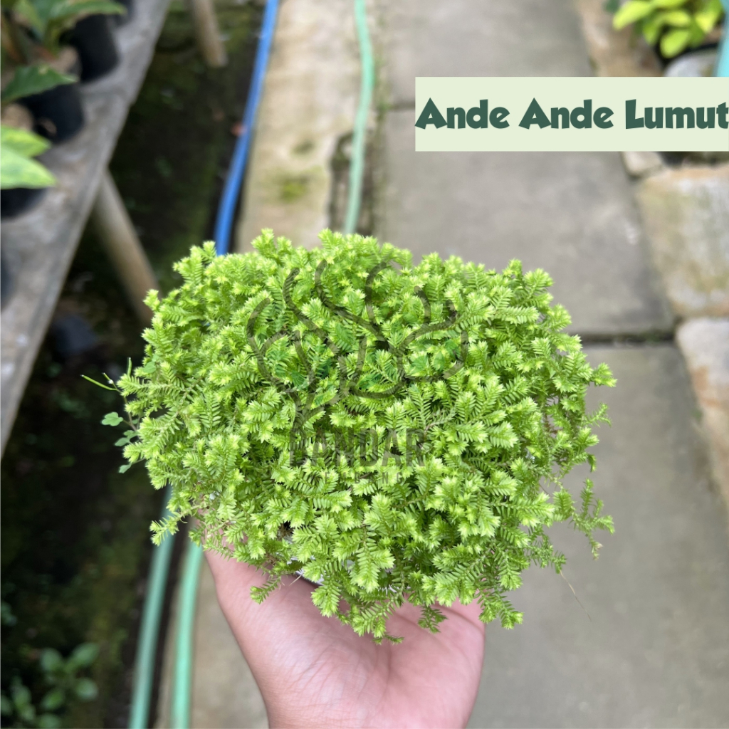 Jual Tanaman Ande Ande Lumut Selaginella Tanaman Daun Hias Tanaman Unik ...