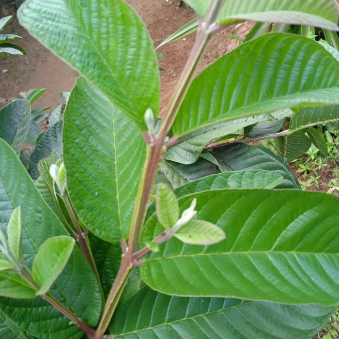 Jual daun jambu biji daun jambu biji segarRRRRL';';';';'; | Shopee ...