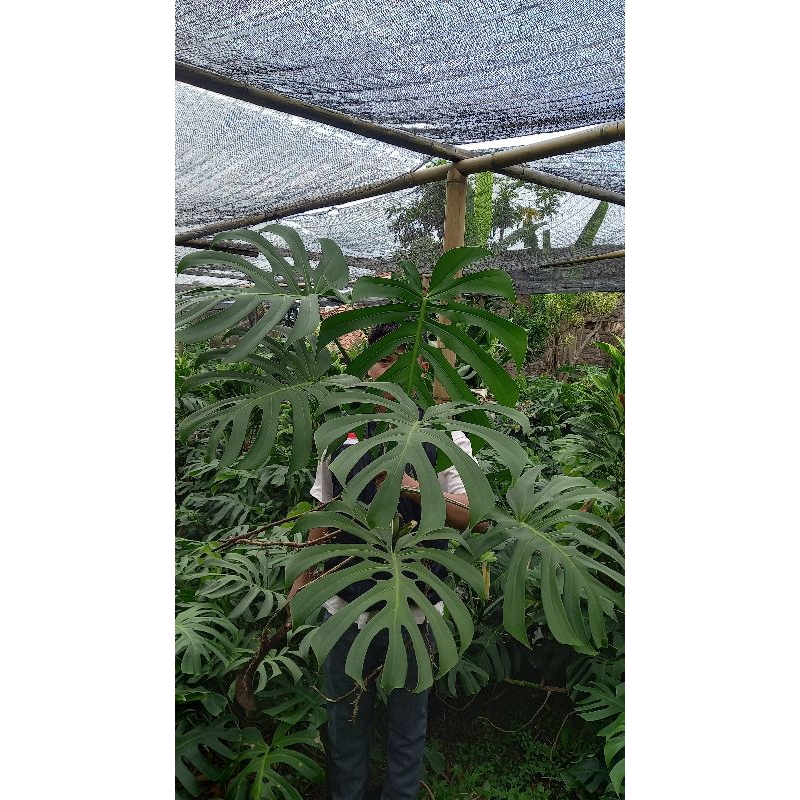 Jual Monstera Brazilian Form 5 Daun | Shopee Indonesia