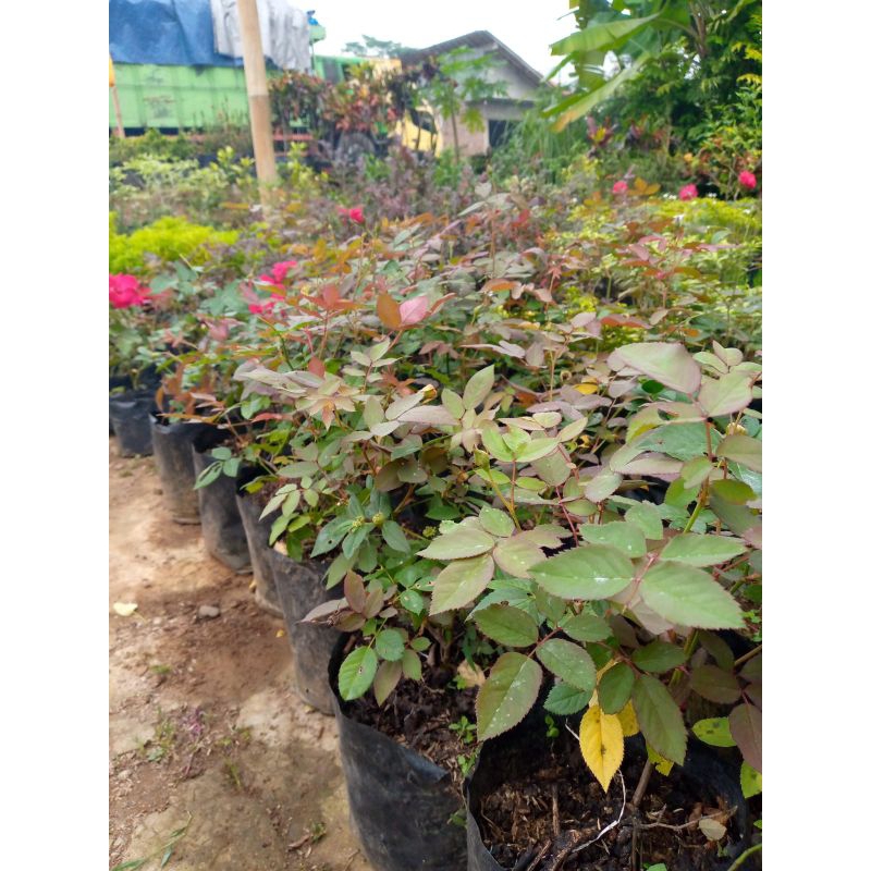 Jual mawar Medan ownroot | Shopee Indonesia