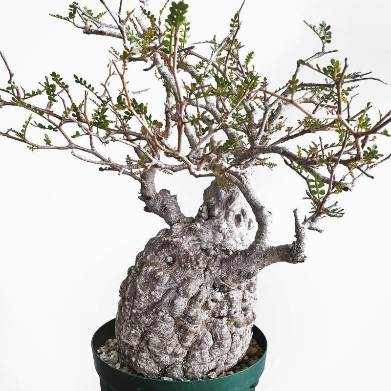 Jual tanaman hias unik operculicarya pachypus caudex madagascar afrika ...