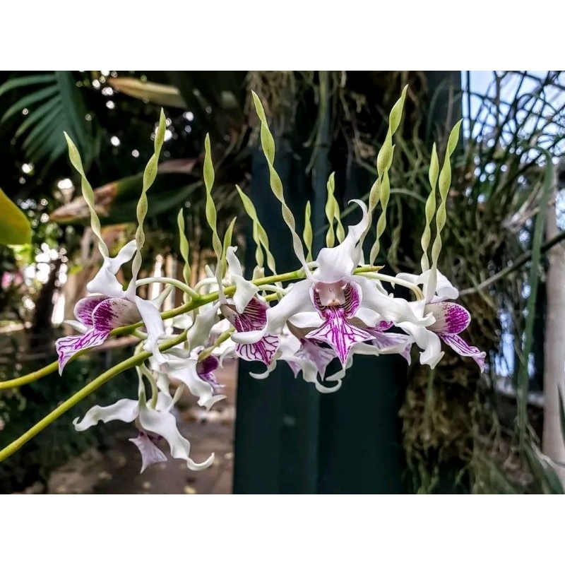 Jual Anggrek dendrobium stratiotes | Shopee Indonesia