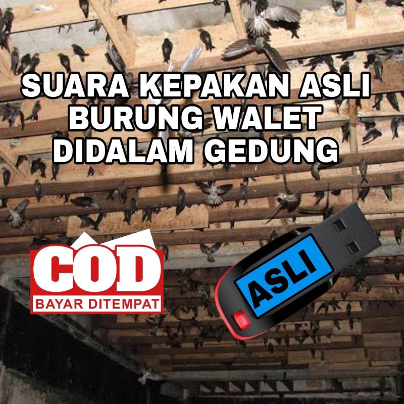 Jual Suara Kepakan ASLI Koloni Burung Walet Kualitas Paling Bersih ...