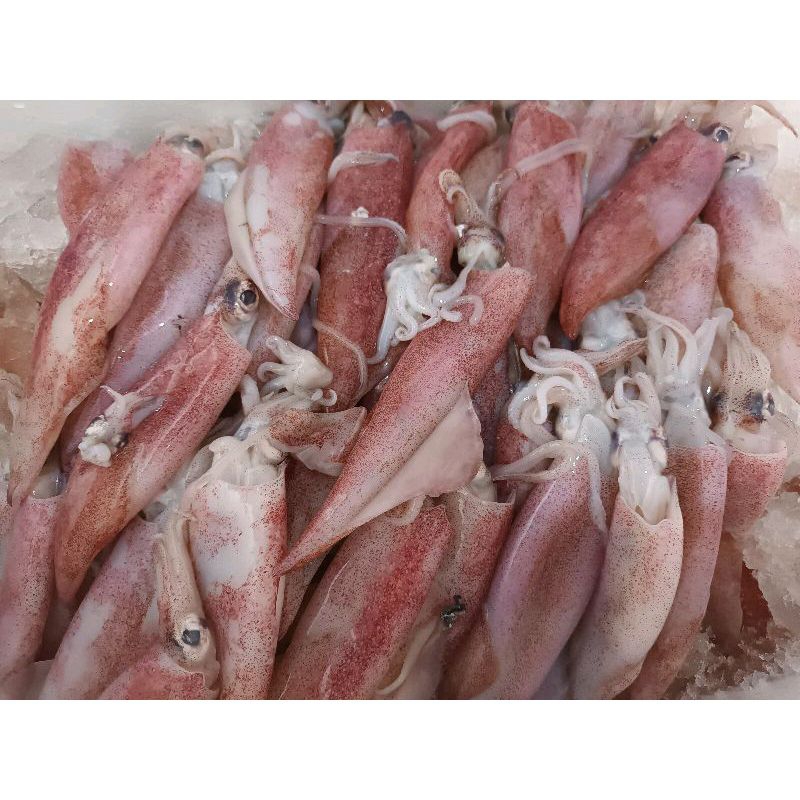 Jual Cumi fresh | Shopee Indonesia