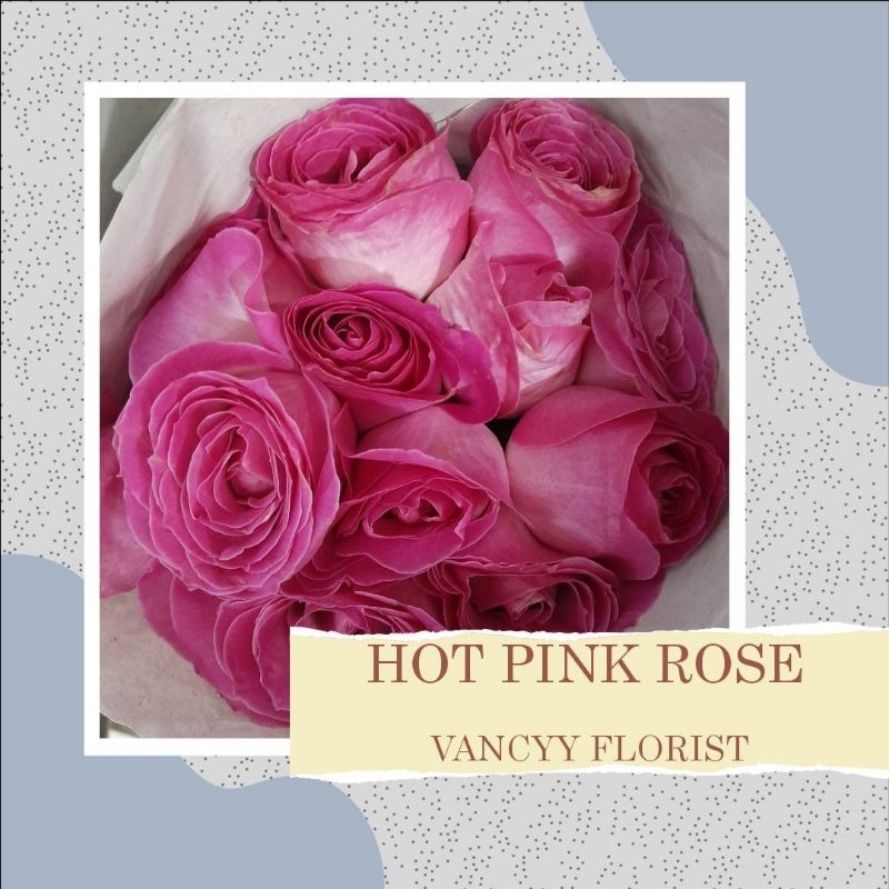 Jual Bunga Mawar Hot Pink Fresh Pertangkai / Bunga Mawar Hot Pink ...