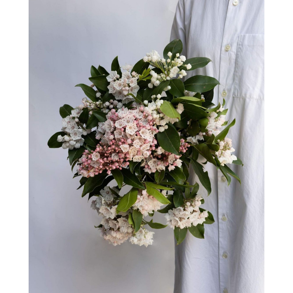 Jual 8 Benih Biji Bunga Kalmia Import Shiro | Shopee Indonesia