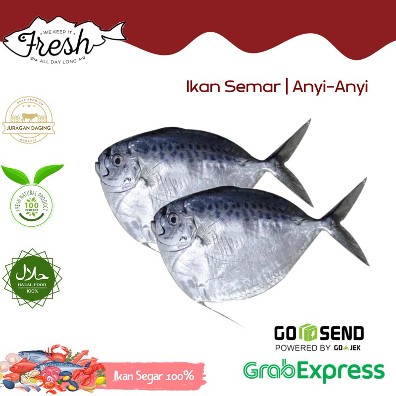 Jual IKAN ANYI-ANYI/IKAN SEMAR/IKAN BAGONG/IKAN ETEM FRESH 1kg | Shopee ...
