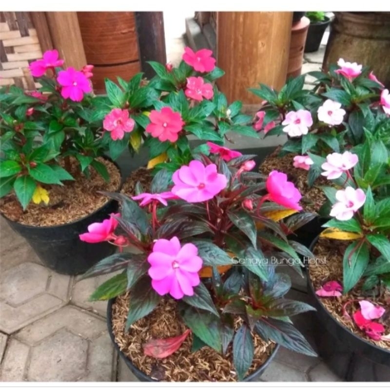Jual Tanaman pacar air Bervariasai siap berbunga dan berbunga | Shopee ...
