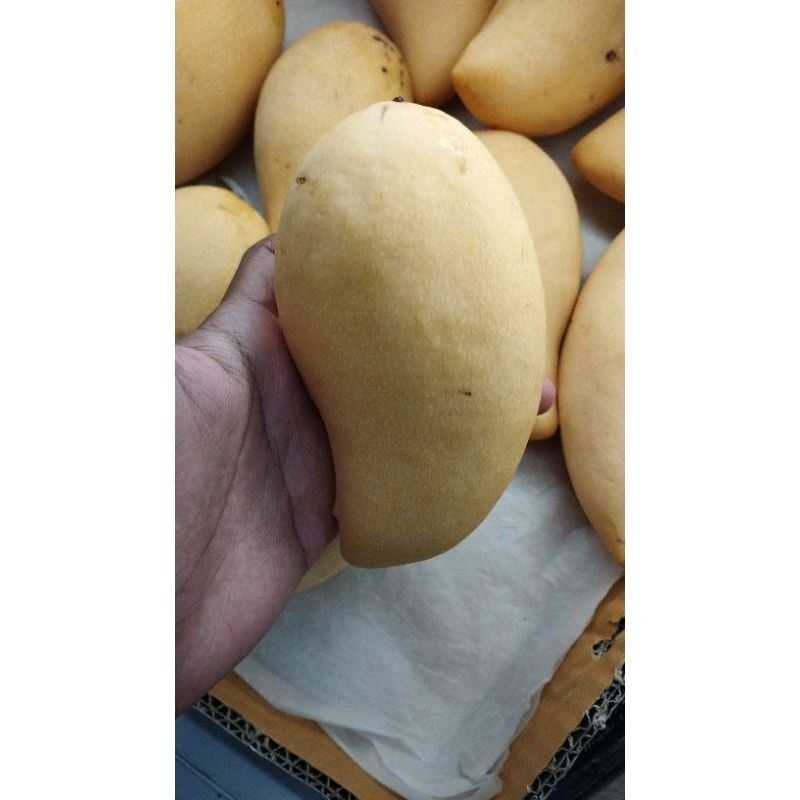 Jual mango golden import/ 1 kg | Shopee Indonesia