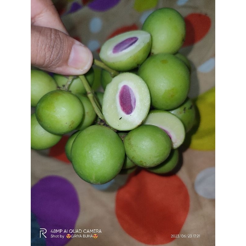 Jual Gandaria /jatake 1kg | Shopee Indonesia