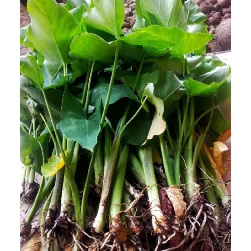 Jual Bibit Talas Beneng / Talas Beneng /Bibit Umbi Talas Beneng Siap ...