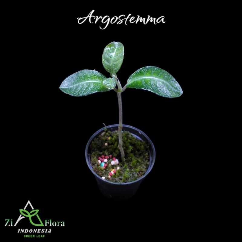 Jual argostemma sp/tanaman hias/paludarium/terrarium/Jungleplant ...