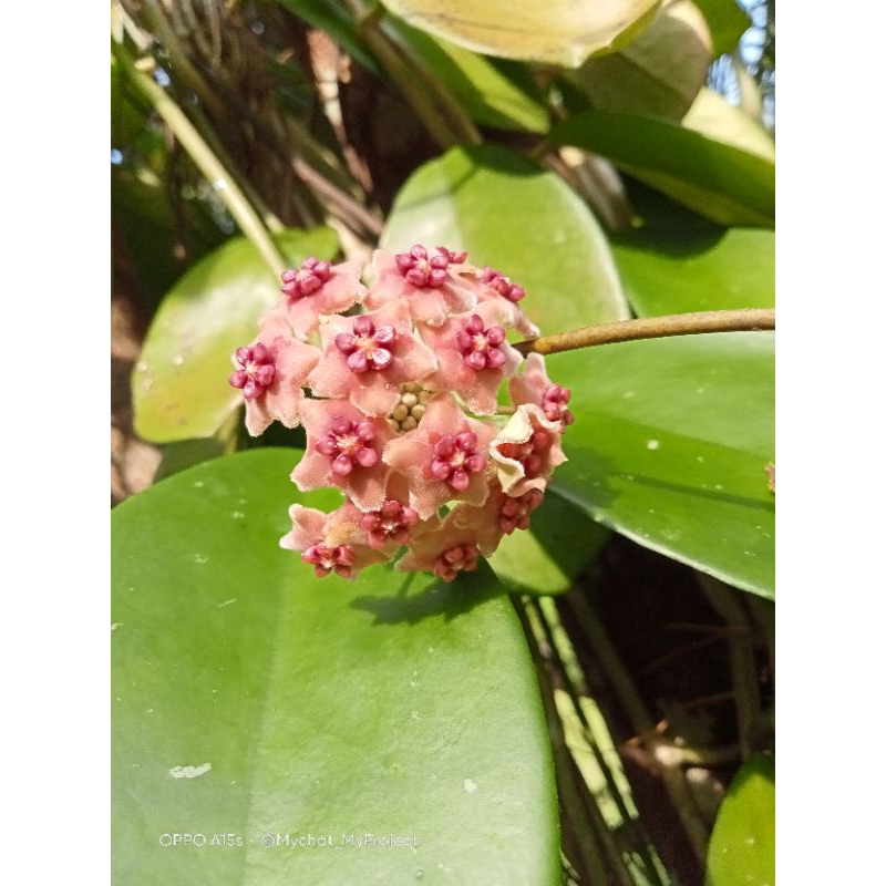 Jual Anggrek hoya Reed white Dewasa Rimbun | Shopee Indonesia