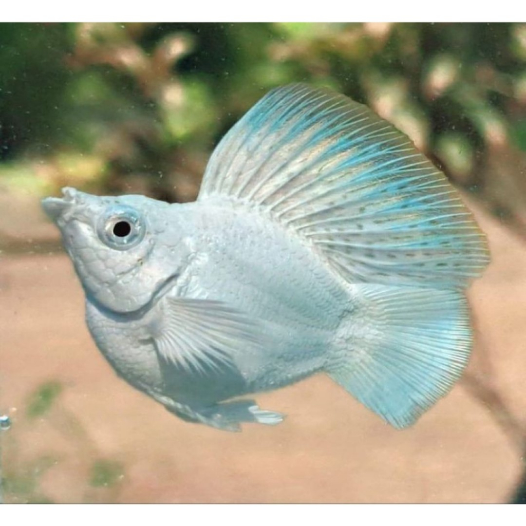Jual paket 10 ekor ikan aquascape molly moli balon platinum golden mix ...