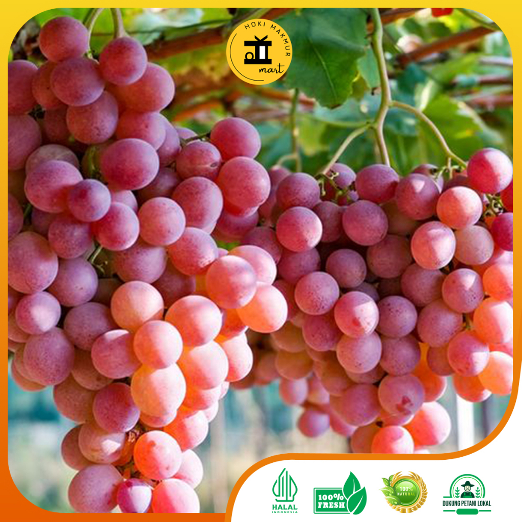 Jual ANGGUR UNGU PREMIUM 1 KG | RED GRAPE PREMIUM 1 KG | ANGGUR MERAH 1 ...