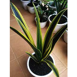 Jual tanaman hias Sansevieria Lillian True / Oil Plastic rumpun ...