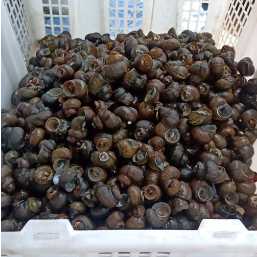 Jual Tutut-keong sawah fresh-hidup 1 kg | Shopee Indonesia