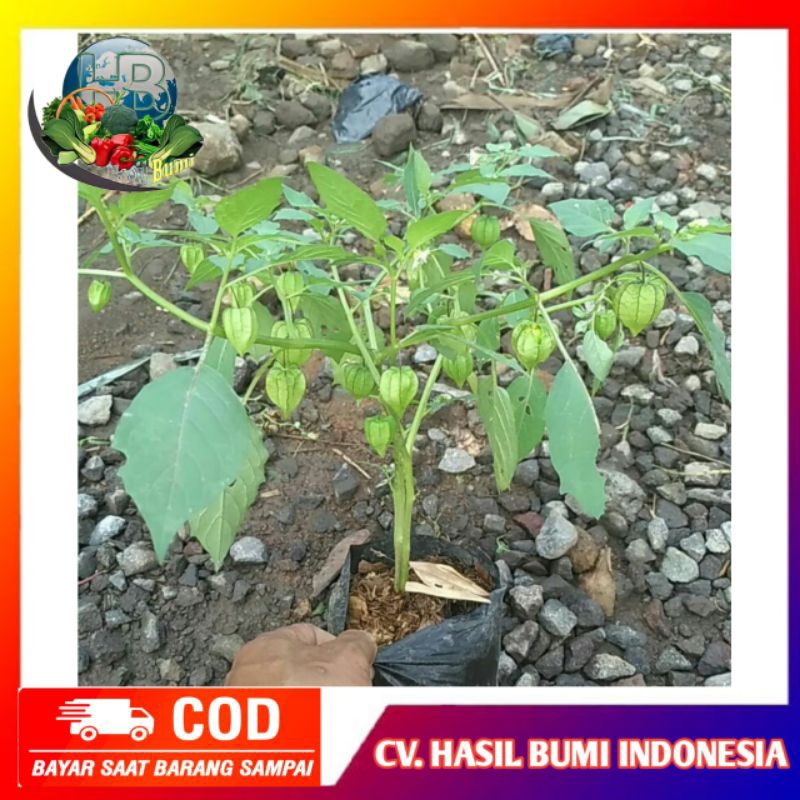 Jual Bibit tanaman buah cecendet cimplukan buah cecenet | Shopee Indonesia
