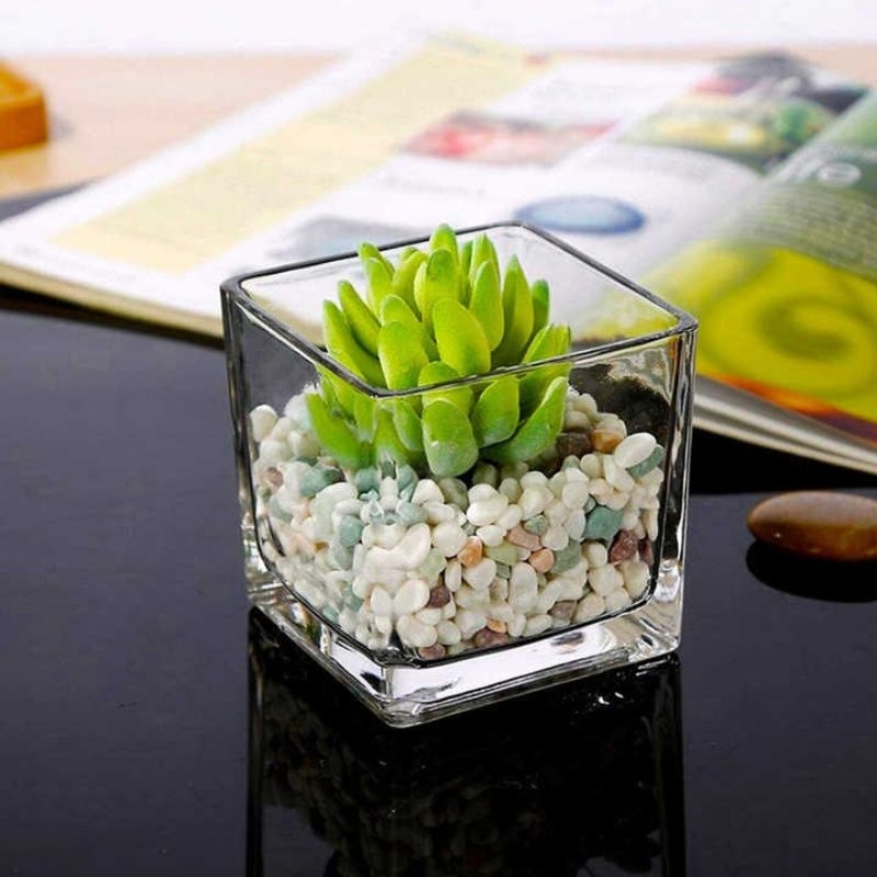 Jual Pot kaktus mini aesthetic / Vas kaktus 6x6 cm / Vas kaca bening ...