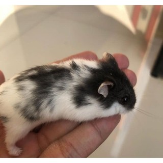 Jual hamster Campbell panda/dominan (1 ekor) | Shopee Indonesia