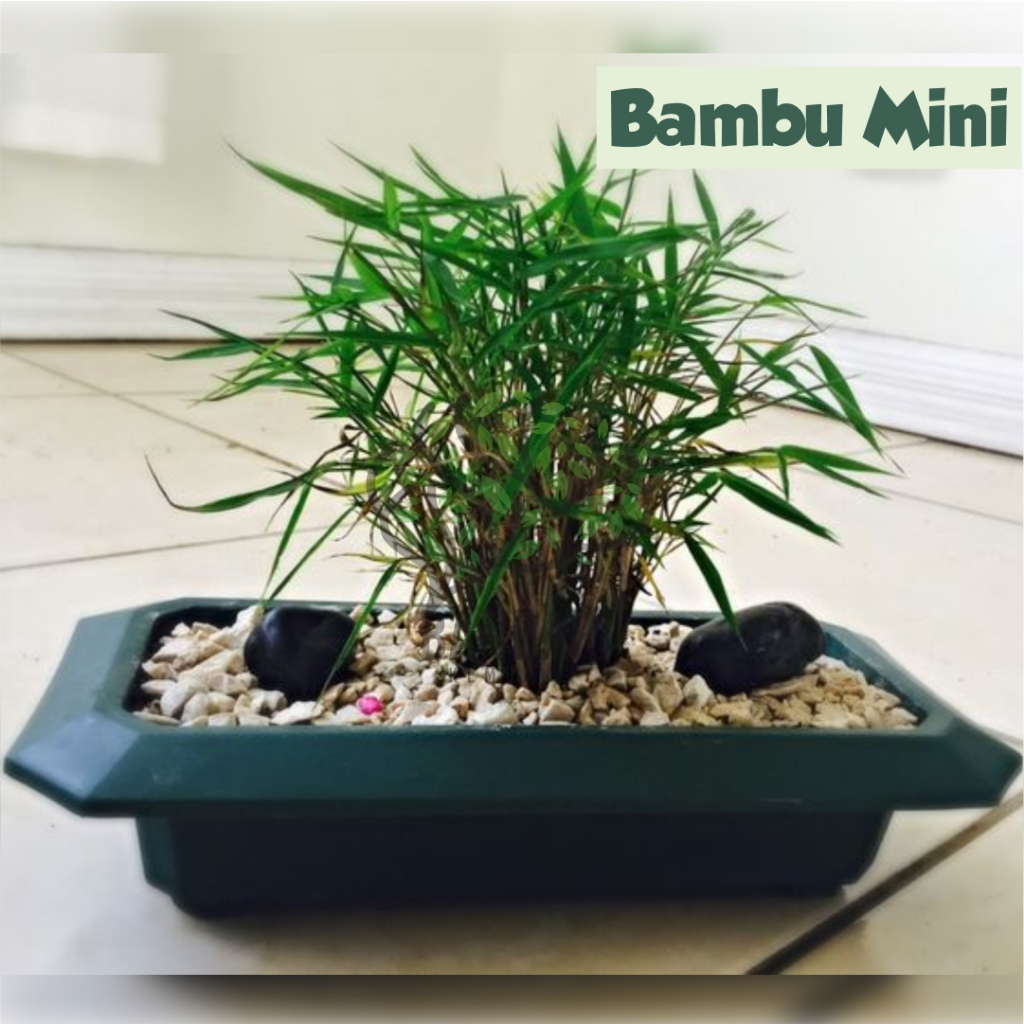 Jual Tanaman Bambu Mini / Tanaman Bambu Mikro Thailand Tanaman Hias ...
