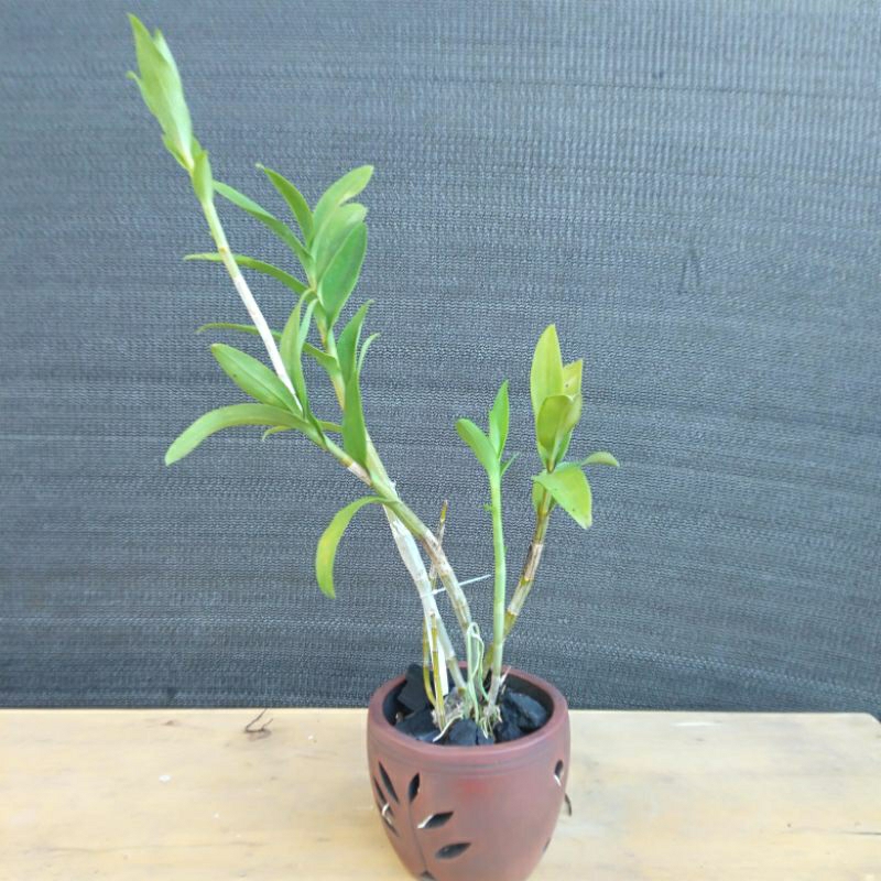 Jual Dendrobium superbien rawatan | Shopee Indonesia