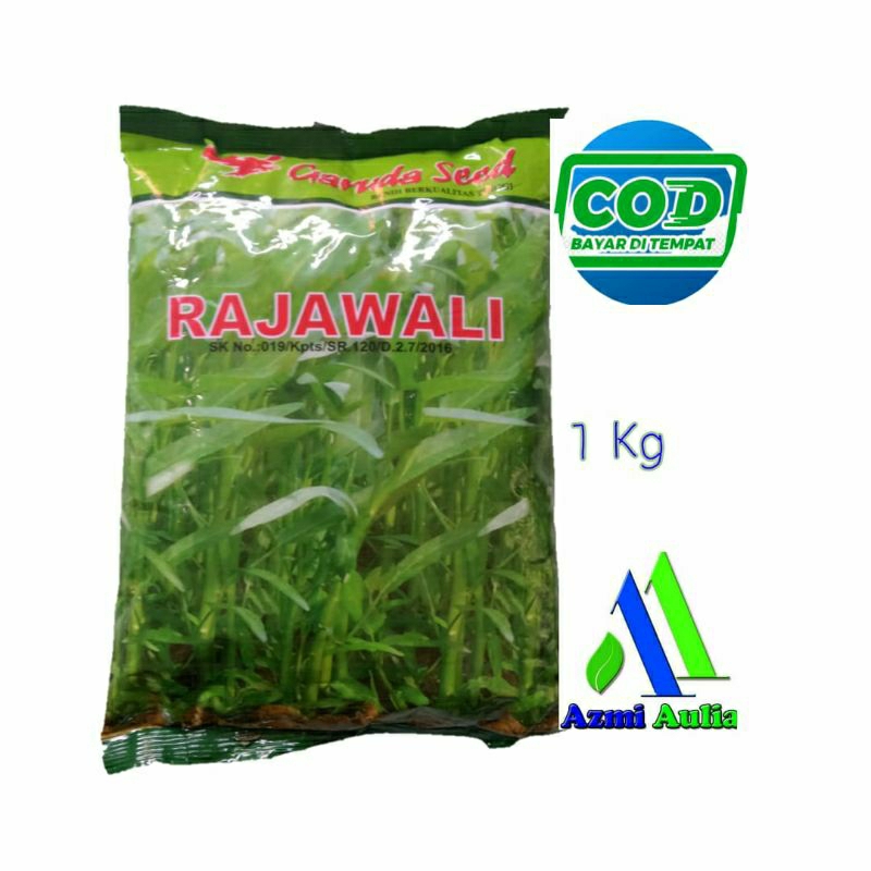 Jual Benih Kangkung 1kg Benih Kangkung RAJAWALI Bibit Kangkung Darat ... Jual Benih Kangkung 1kg Benih Kangkung RAJAWALI Bibit Kangkung Darat ...