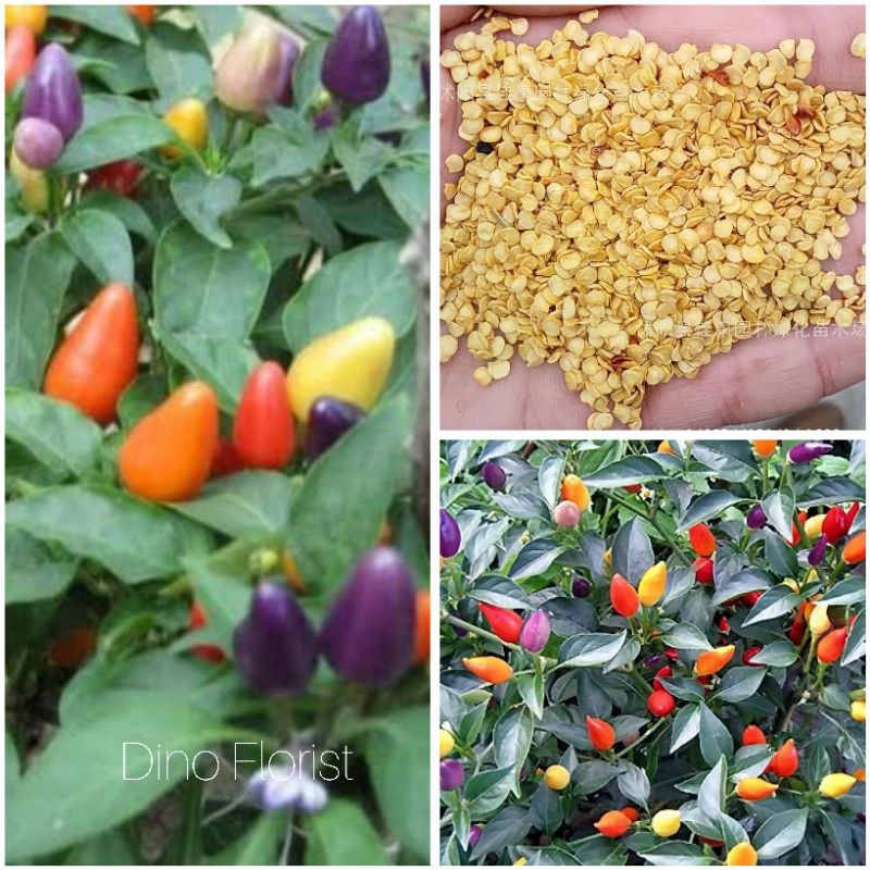 Jual 10 Biji Benih Cabai Pelangi / Cabe / Lombok Pelangi / Cabai ...