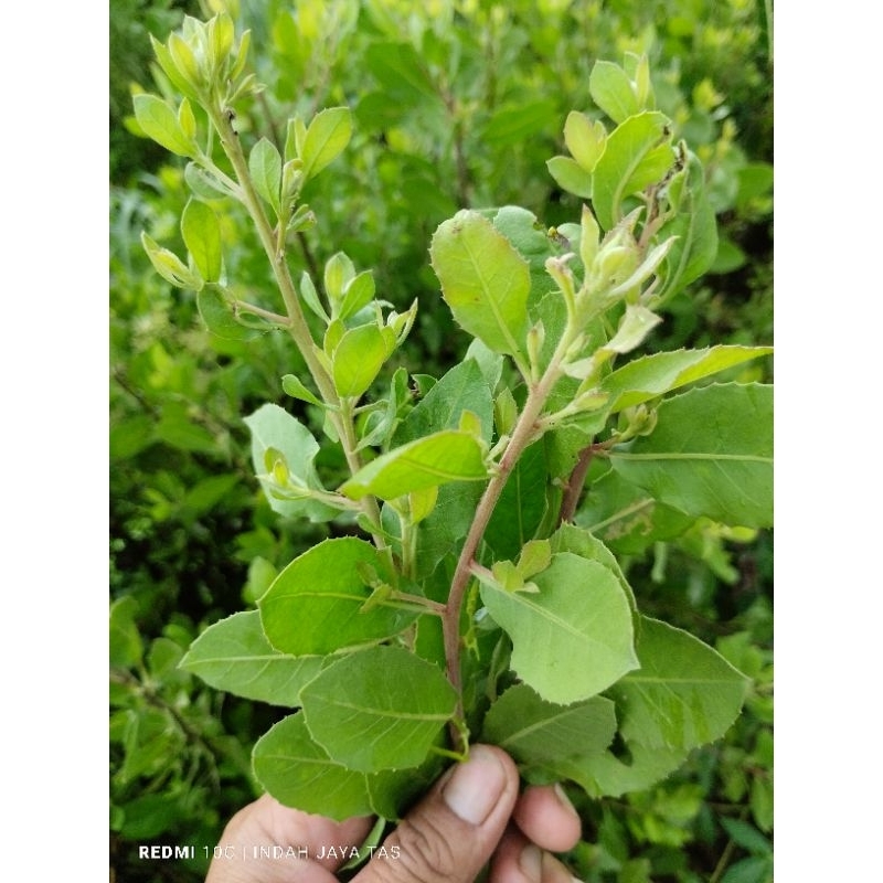 Jual Daun beluntas segar 100 gram/daun obat | Shopee Indonesia