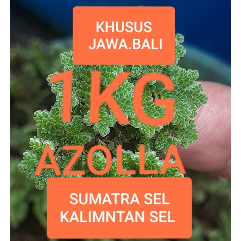 Jual AZOLA AZOLLA 1KG TERMURAH BERGARANSI KHUSUS PULAU JAWA | Shopee Indonesia