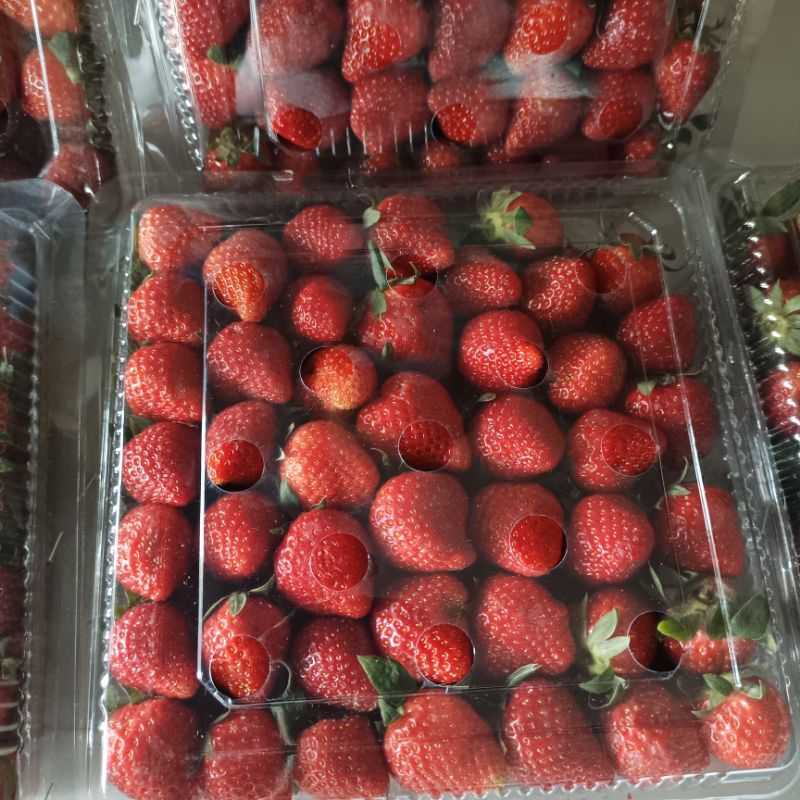Jual Buah strawberry fresh Kelly bright kemasan mika 1kg | Shopee Indonesia