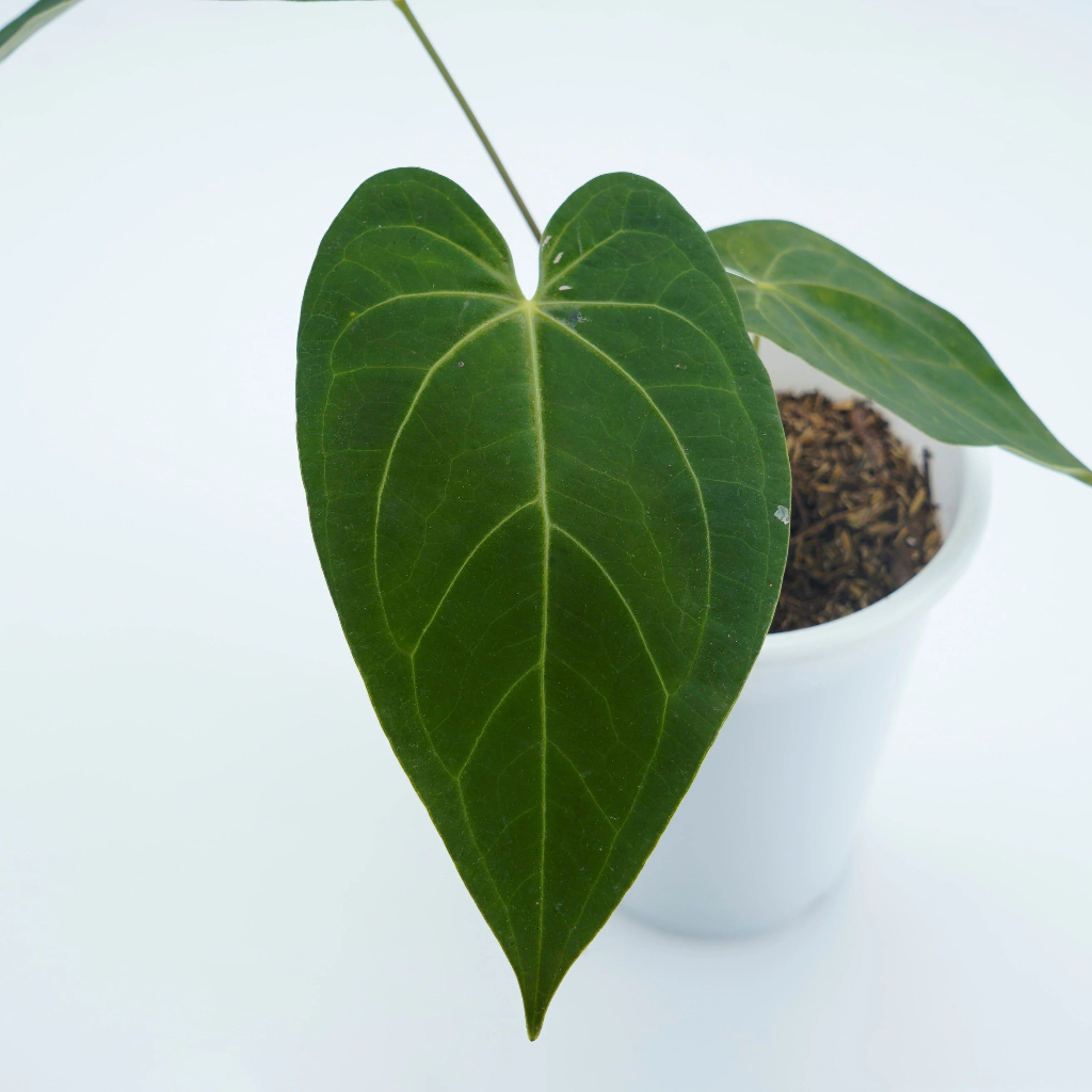Jual Tanaman Hias Anthurium Magnificum verde | Shopee Indonesia