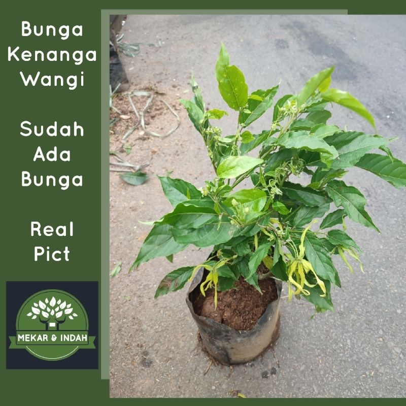 Jual Tanaman bunga kenanga / pohon kenanga sudah berbunga | Shopee ...